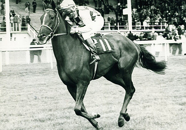 Dahlia - Claiborne Farm