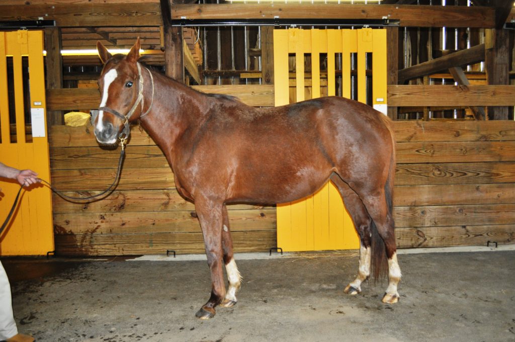 Introducing Foal Watch - Claiborne