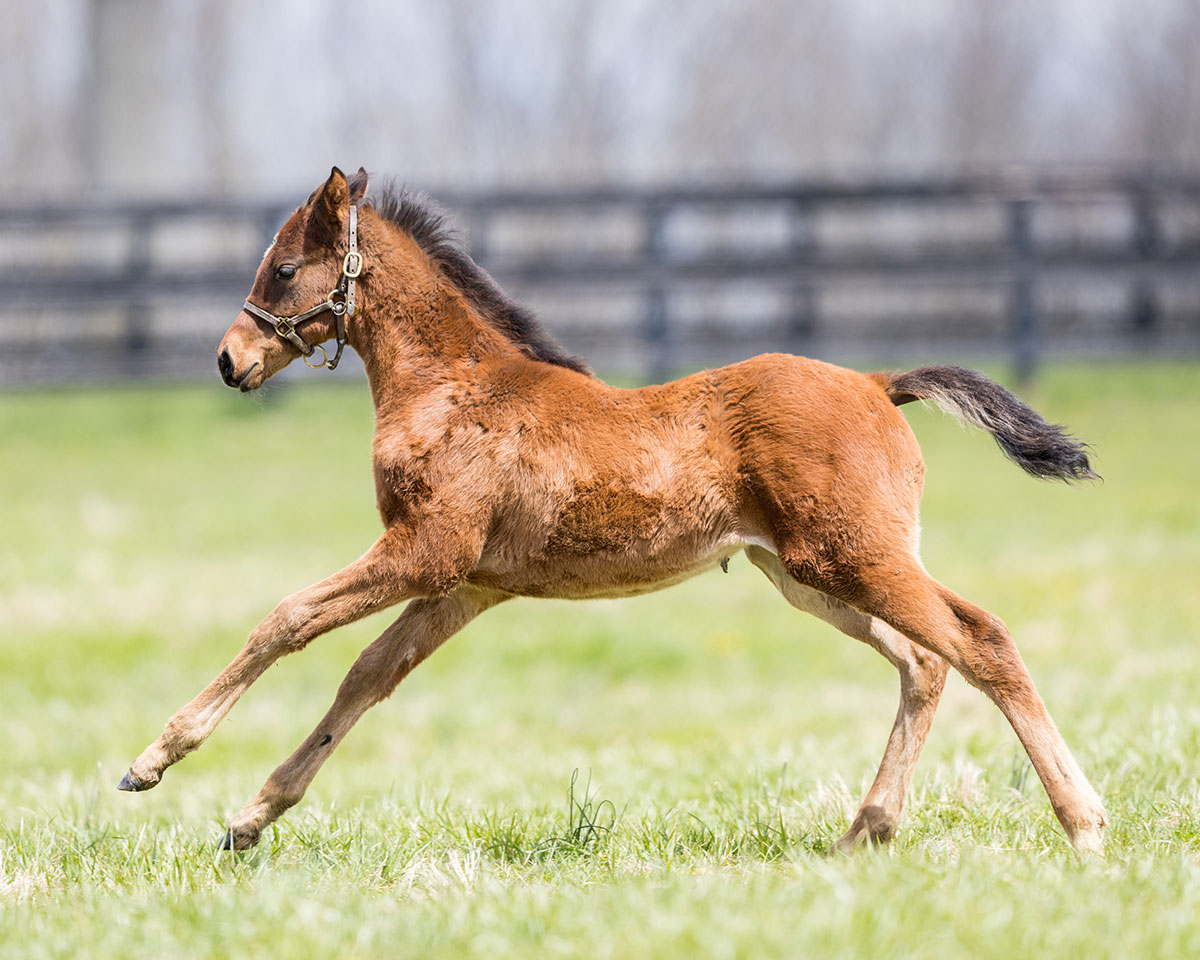 Runhappy - Claiborne Farm