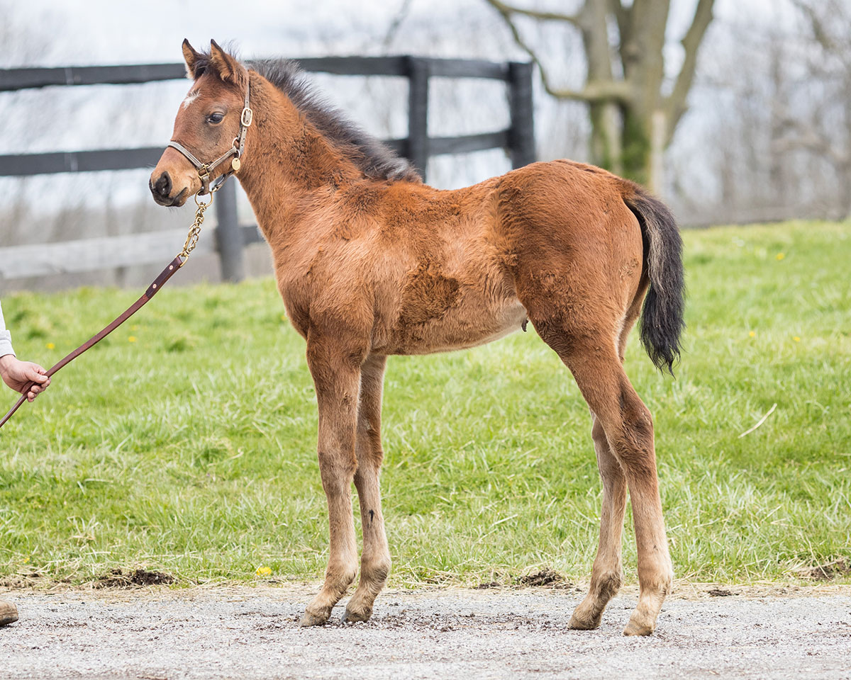 Runhappy - Claiborne Farm