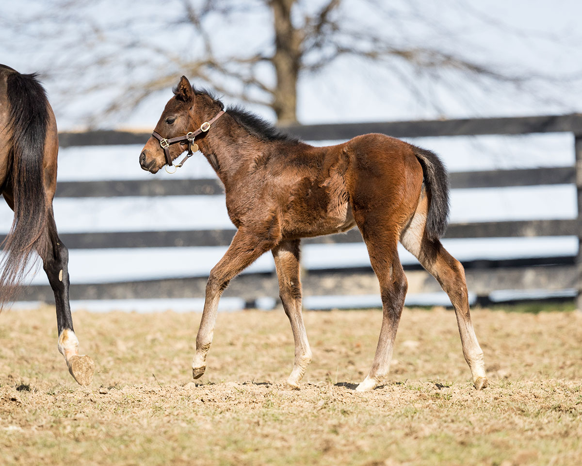 Runhappy - Claiborne Farm