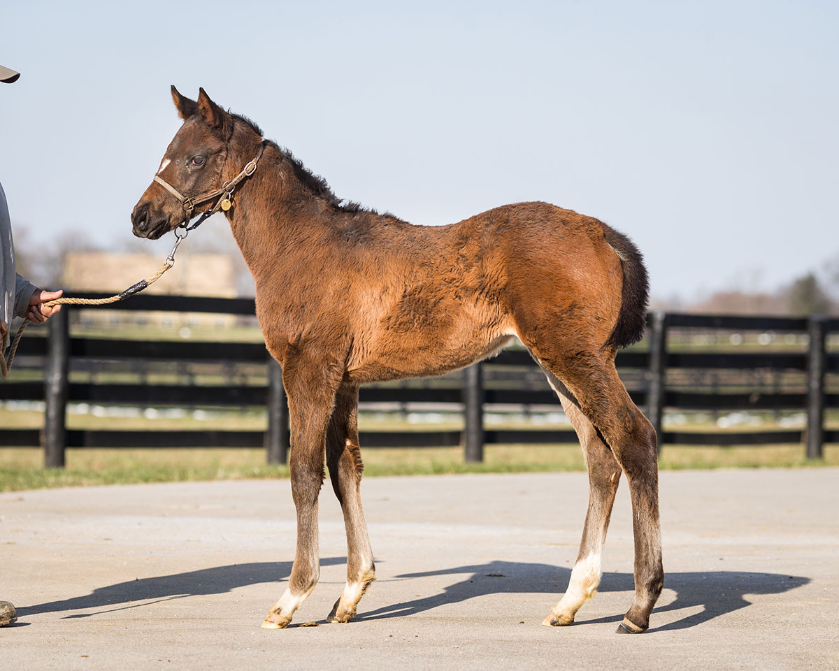 Runhappy - Claiborne Farm