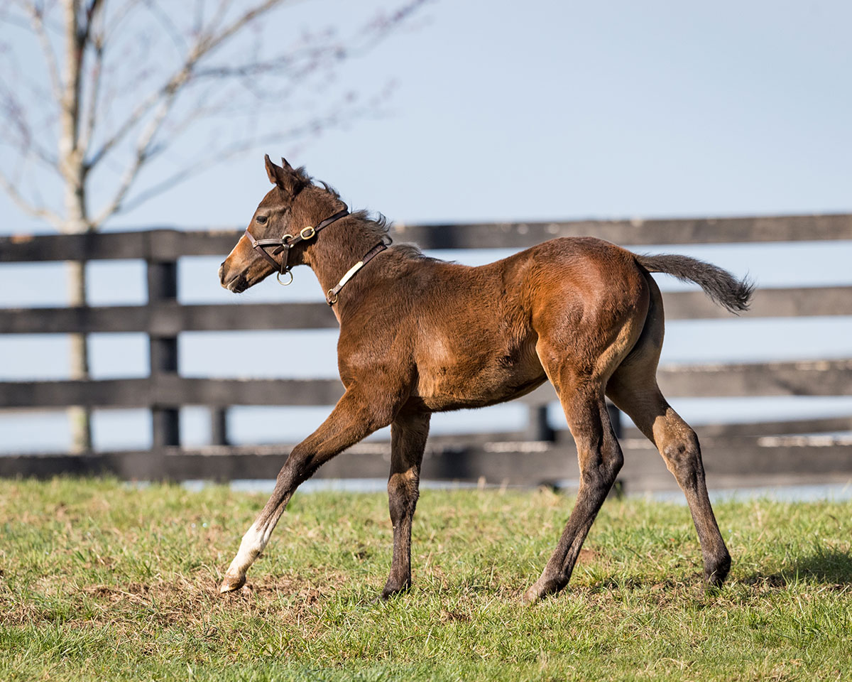 Runhappy - Claiborne Farm