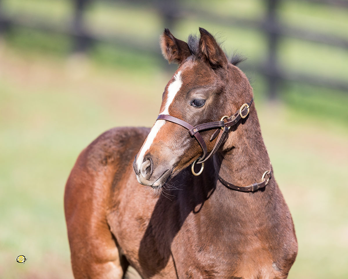 Runhappy - Claiborne Farm