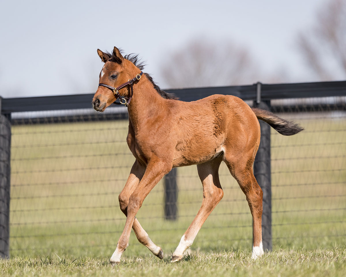 Runhappy - Claiborne Farm