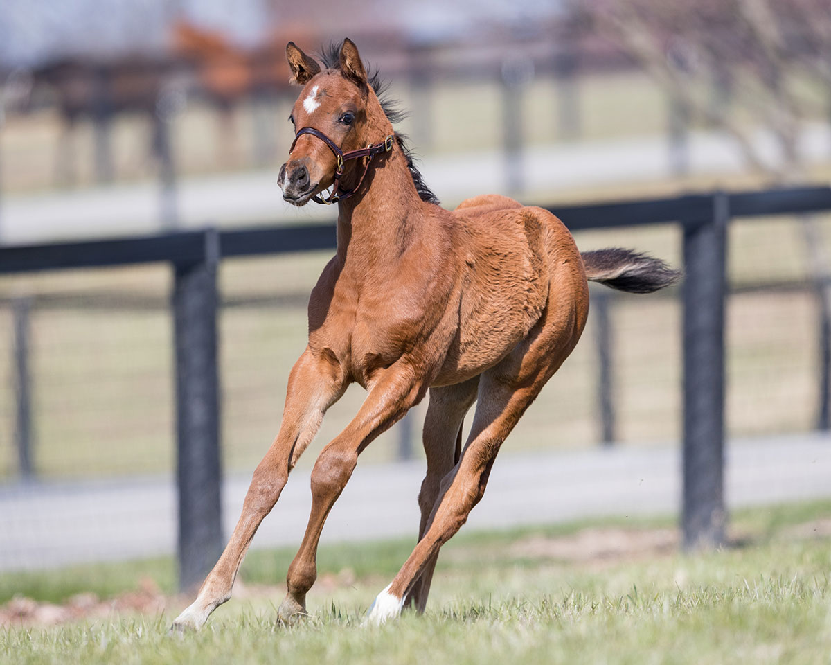 Runhappy - Claiborne Farm