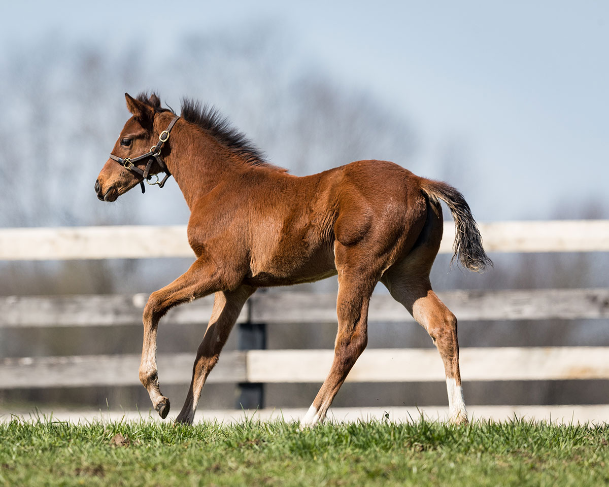 Runhappy - Claiborne Farm