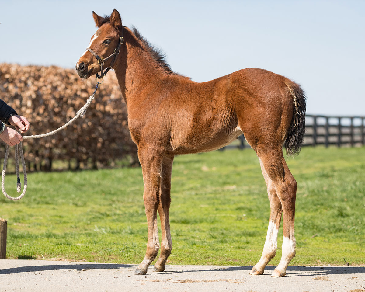 Runhappy - Claiborne Farm