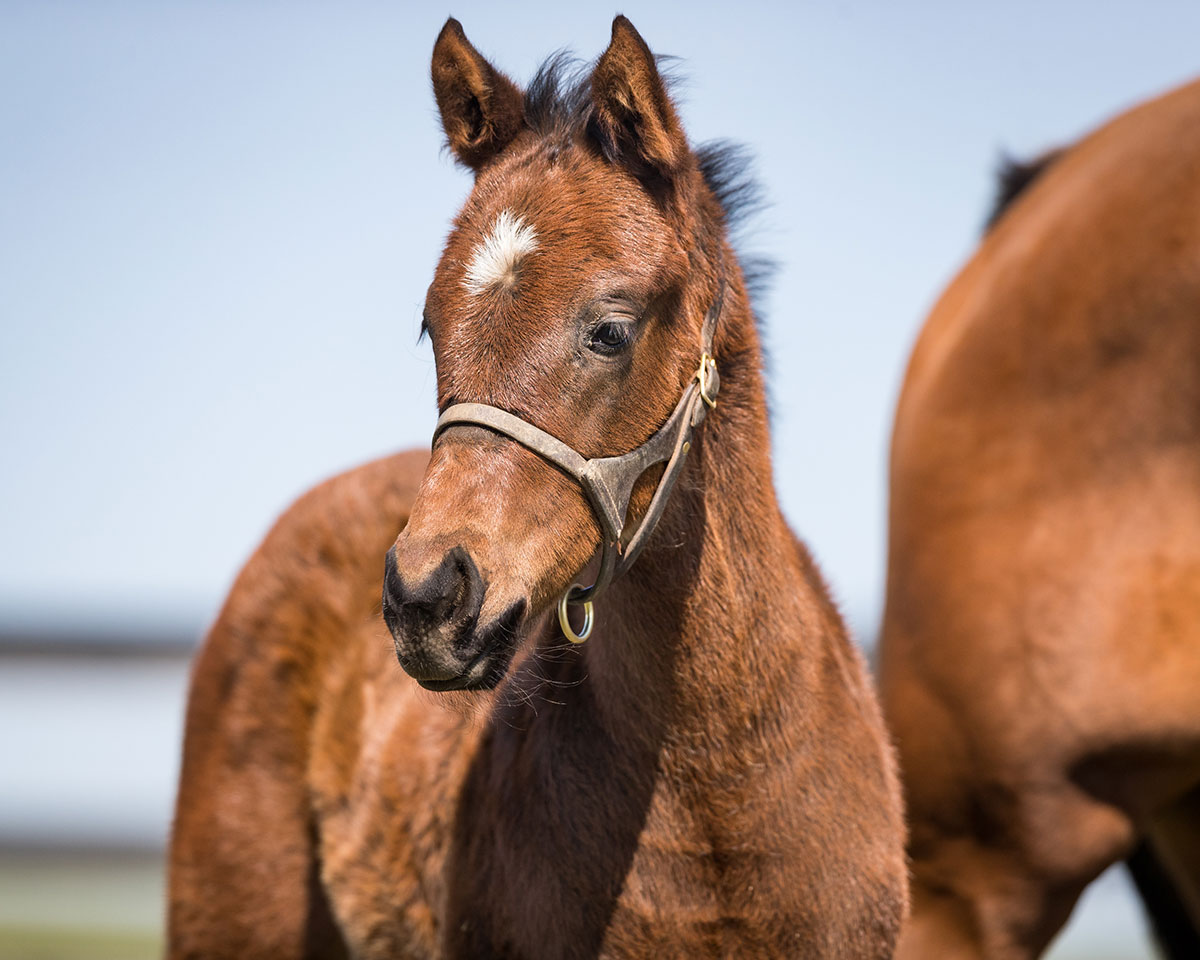 Runhappy - Claiborne Farm