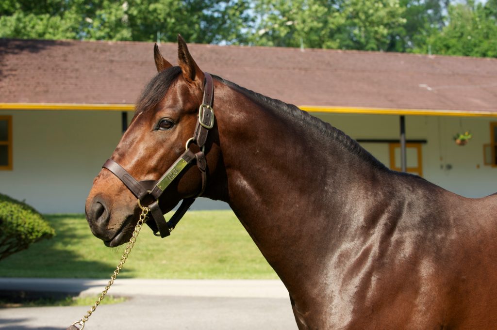Stallion Spotlight: Orb - Claiborne