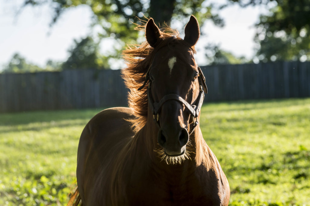 Stallion Spotlight: First Samurai - Claiborne