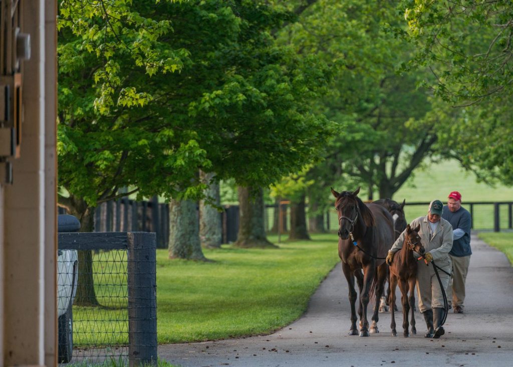 Claiborne Farm Announces 2018 Stud Fees - Claiborne