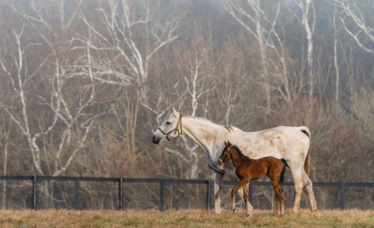 Q&A with Claiborne’s Broodmare Manager - Claiborne