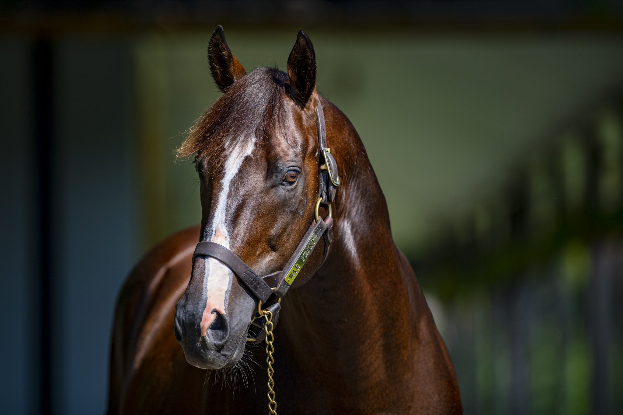 Invader Conquers Stakes Debut at Turfway - Claiborne