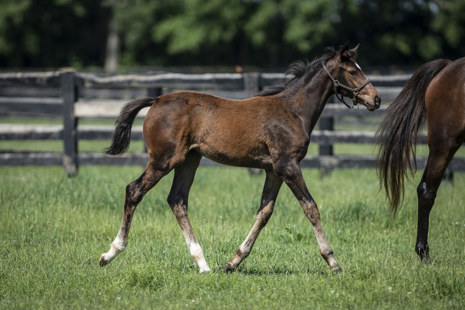 Some blue-blooded CATHOLIC BOY foals represent sire’s first crop ...