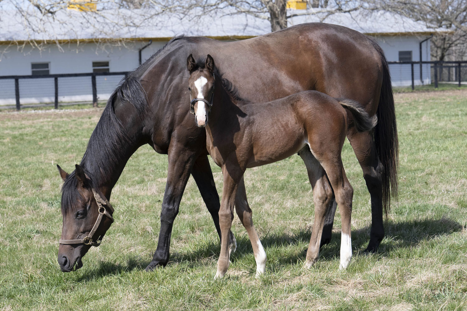 UPDATED: First Foals for SILVER STATE are Gleaming! - Claiborne