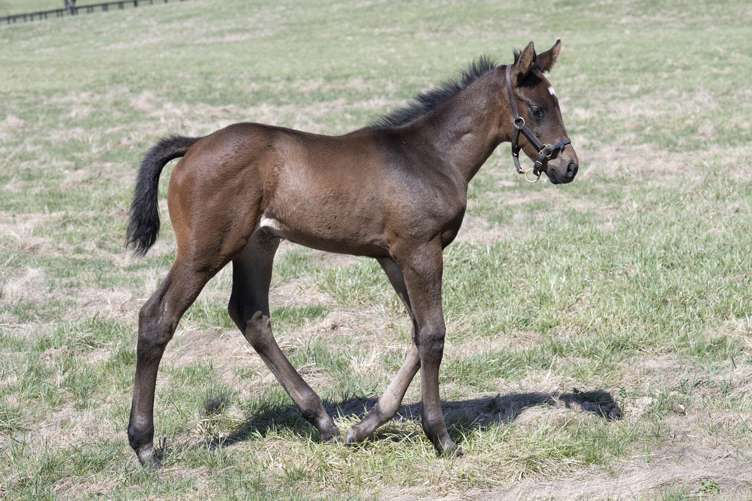 UPDATED: First Foals for SILVER STATE are Gleaming! - Claiborne