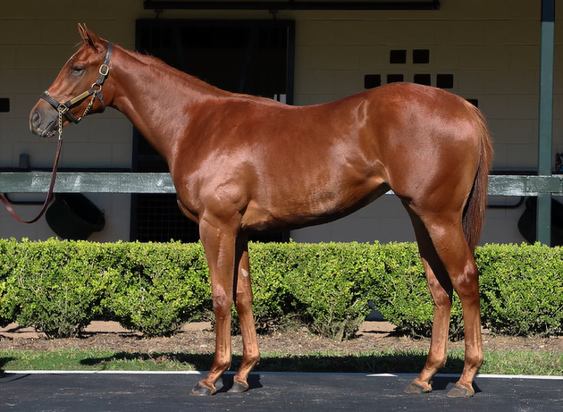 Crimson Advocate Seeking More Royal Ascot Glory - Claiborne