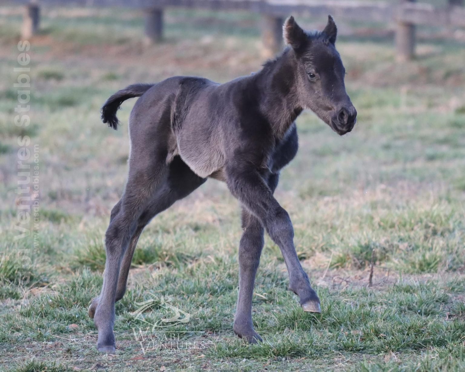 First Foal Is A Filly For Claiborne Farm’s Prince Of Monaco - Claiborne